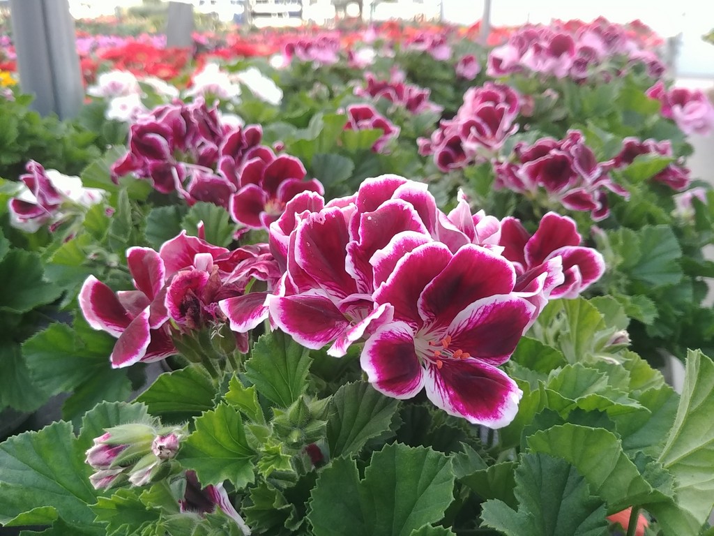 W.W. Greenhouses | What's blooming and in color at W.W..