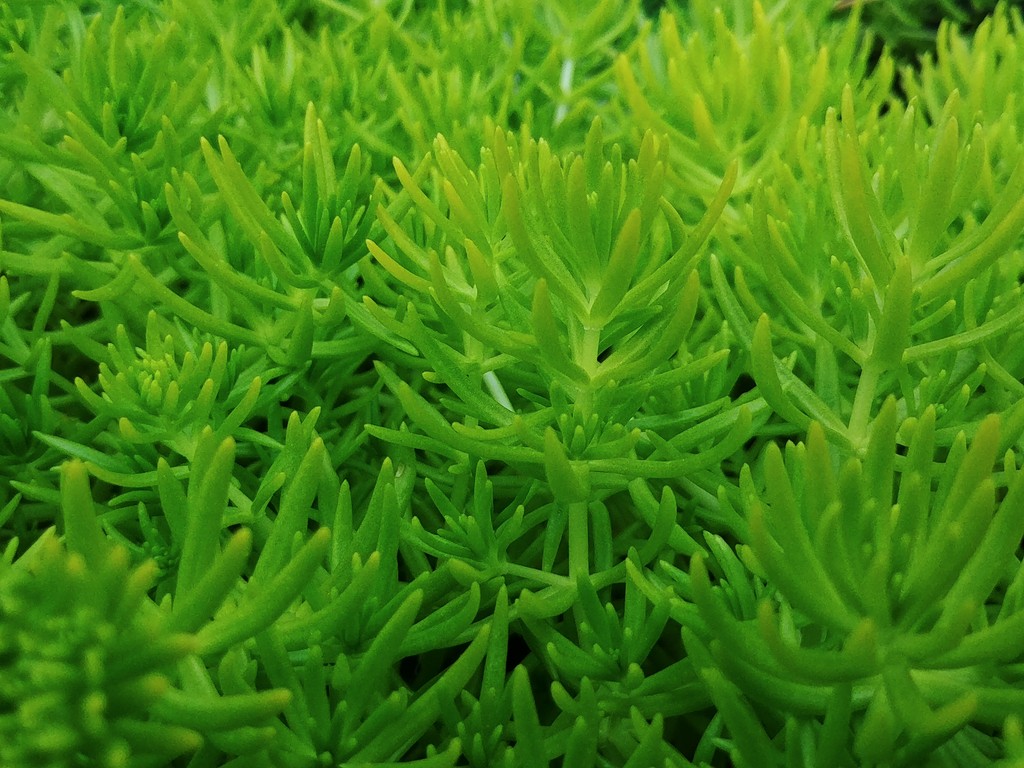 W.W. Greenhouses | What's blooming and in color at W.W..