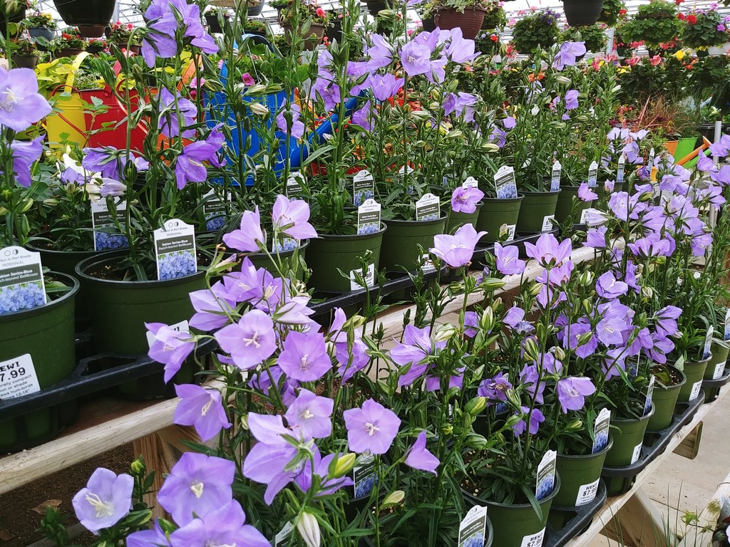 W.W. Greenhouses | What's blooming and in color at W.W..