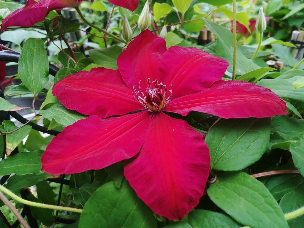 W.W. Greenhouses | What's blooming and in color at W.W..