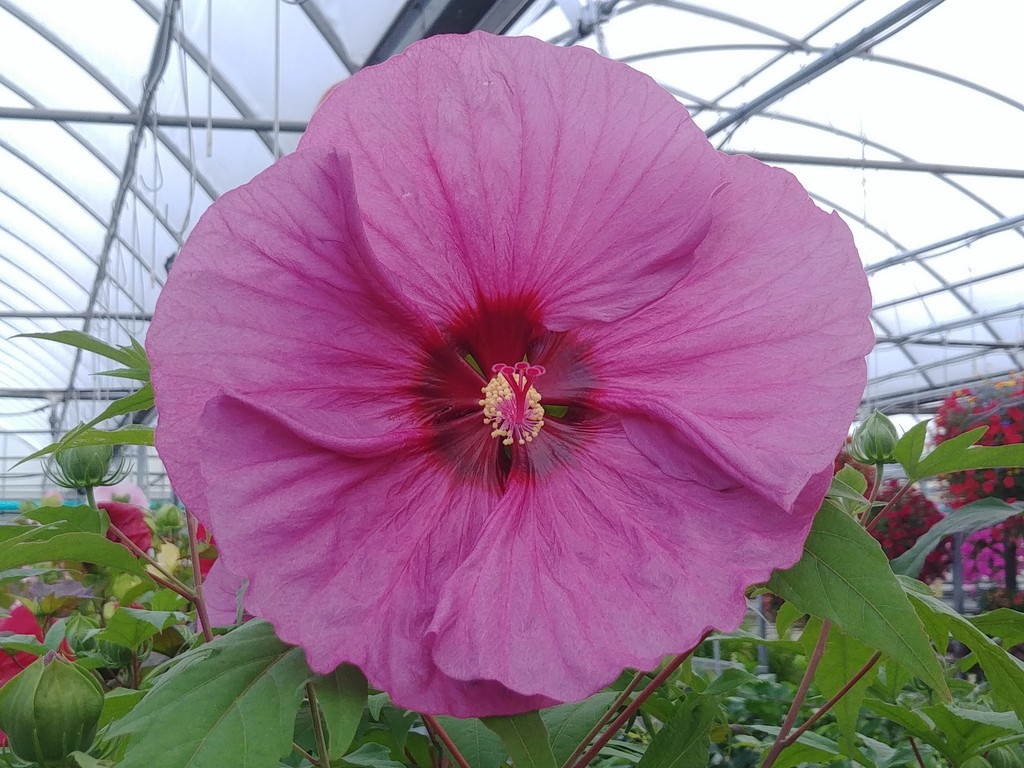W.W. Greenhouses | What's blooming and in color at W.W..