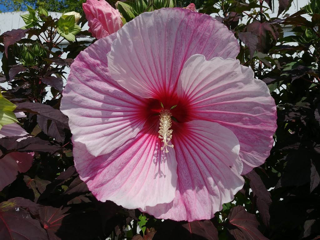 W.W. Greenhouses | What's blooming and in color at W.W..