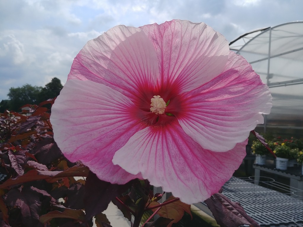 W.W. Greenhouses | What's blooming and in color at W.W..