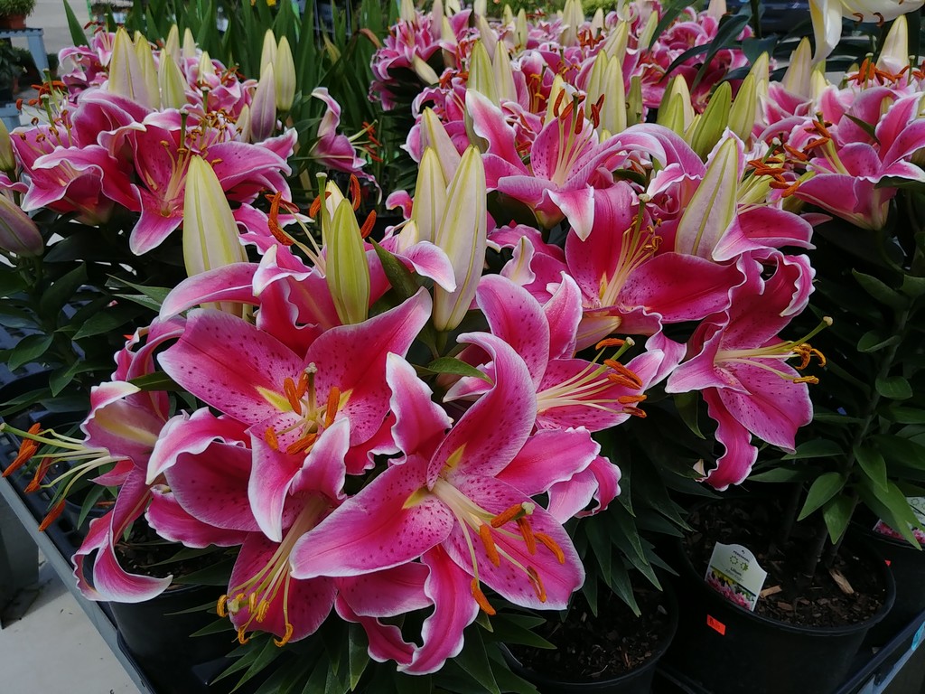 W.W. Greenhouses | What's blooming and in color at W.W..