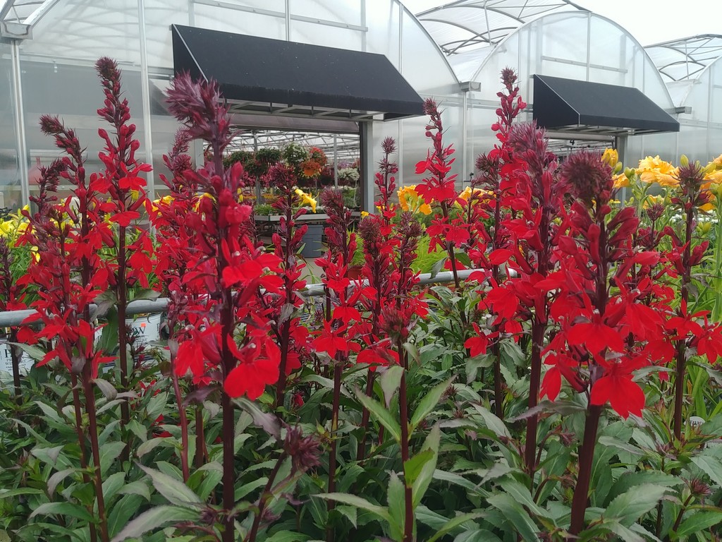 W.W. Greenhouses | What's blooming and in color at W.W..