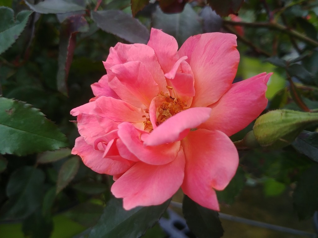 W.W. Greenhouses | What's blooming and in color at W.W..