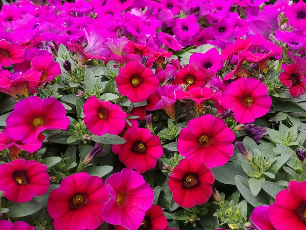 W.W. Greenhouses | What's blooming and in color at W.W..